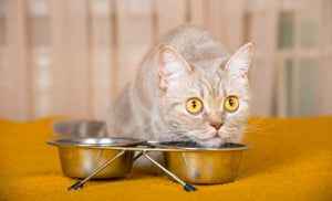 Salmon For Cats: A Quick Guide | Blog - Love, Nala