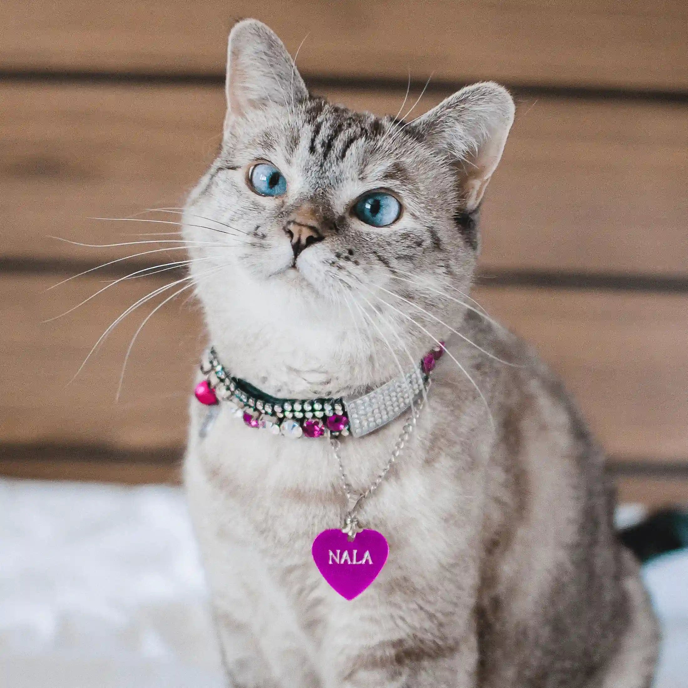 Fresh Cat Food | Gallery - Love Nala